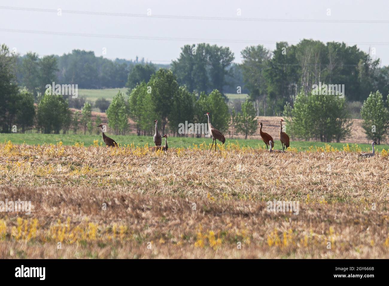 A flock of cranes hi-res stock photography and images - Alamy