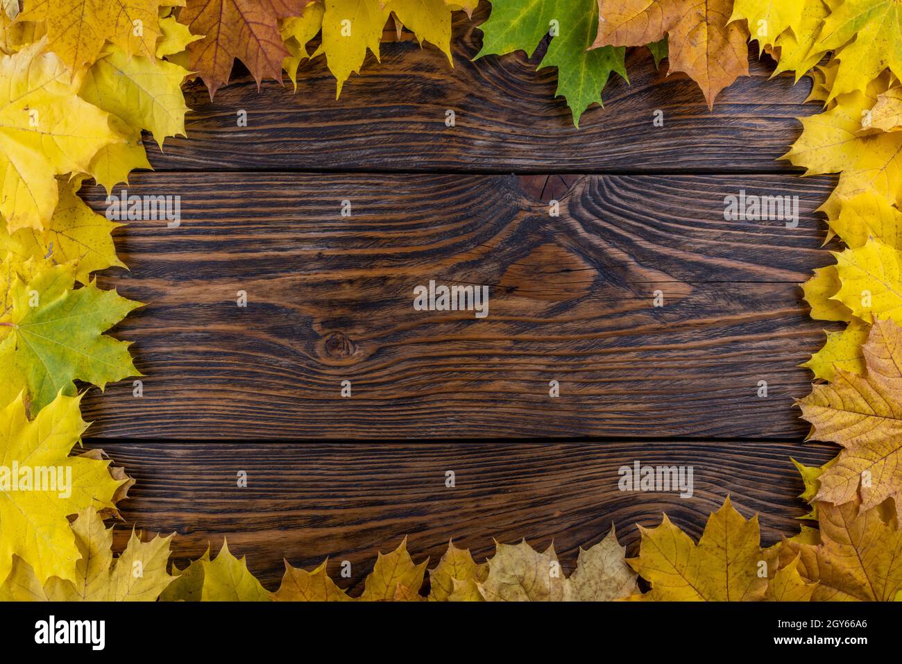 yellow autumn maple leaves rectangular frame on brushed wooden table ...