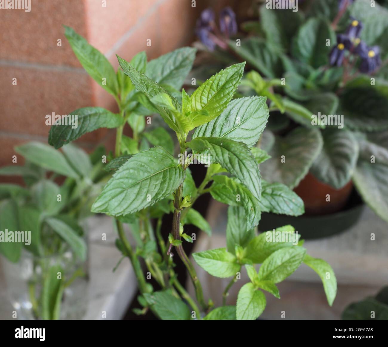 peppermint (scientific name Mentha x piperita) plant Stock Photo - Alamy