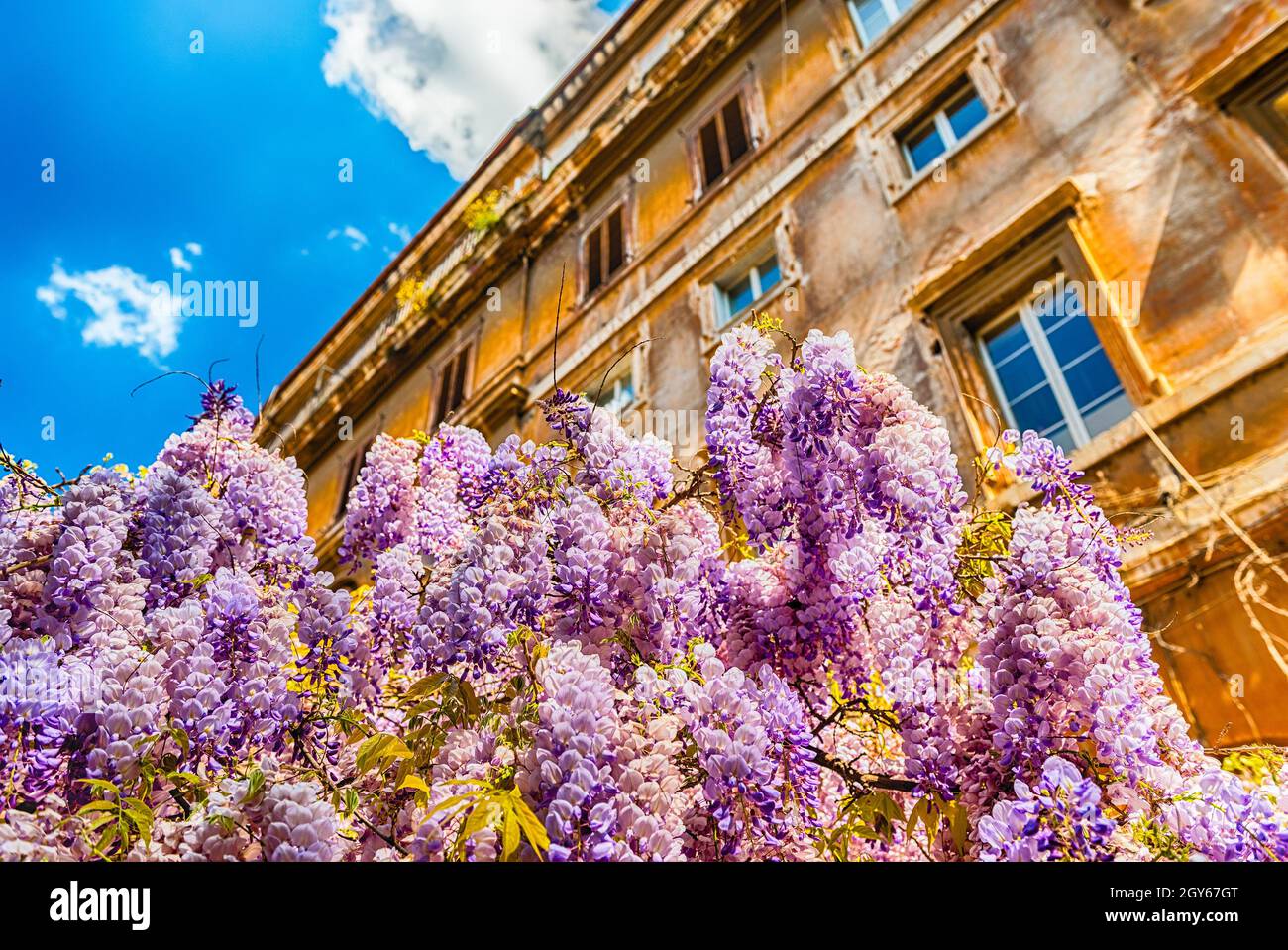 Beautiful purple wisteria flowers in spring, shot in Rome, Italy Stock ...