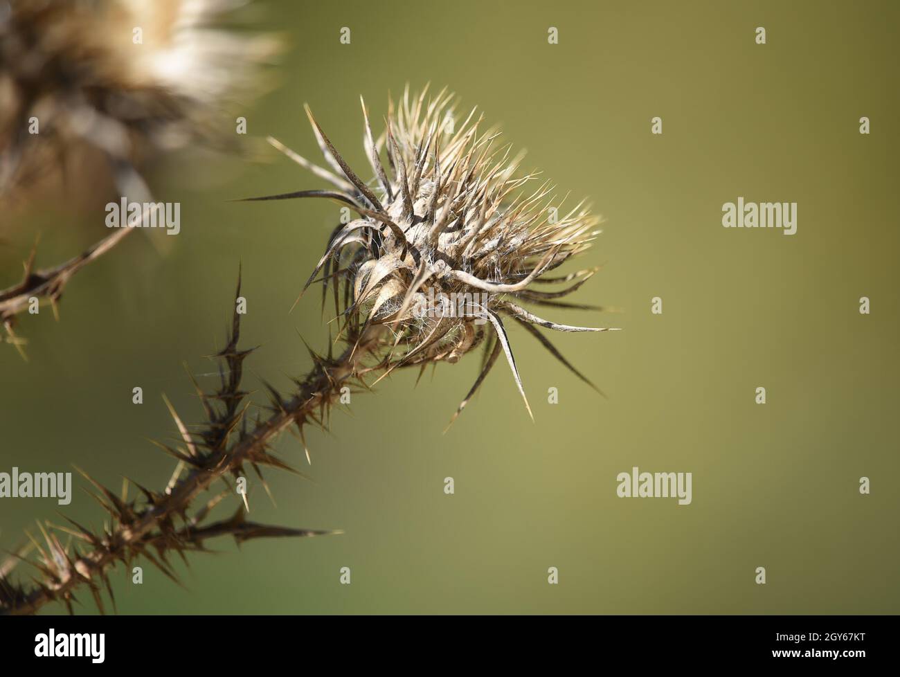 Dried blessed milk thistle closeup on a natural green background Stock ...