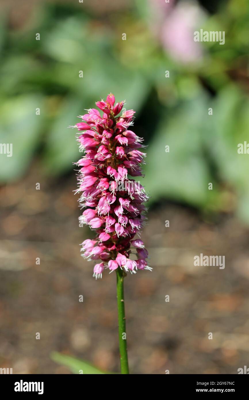 Red bistort, Persicaria bistorta, variety Hohe Tatra, deep pink flower ...