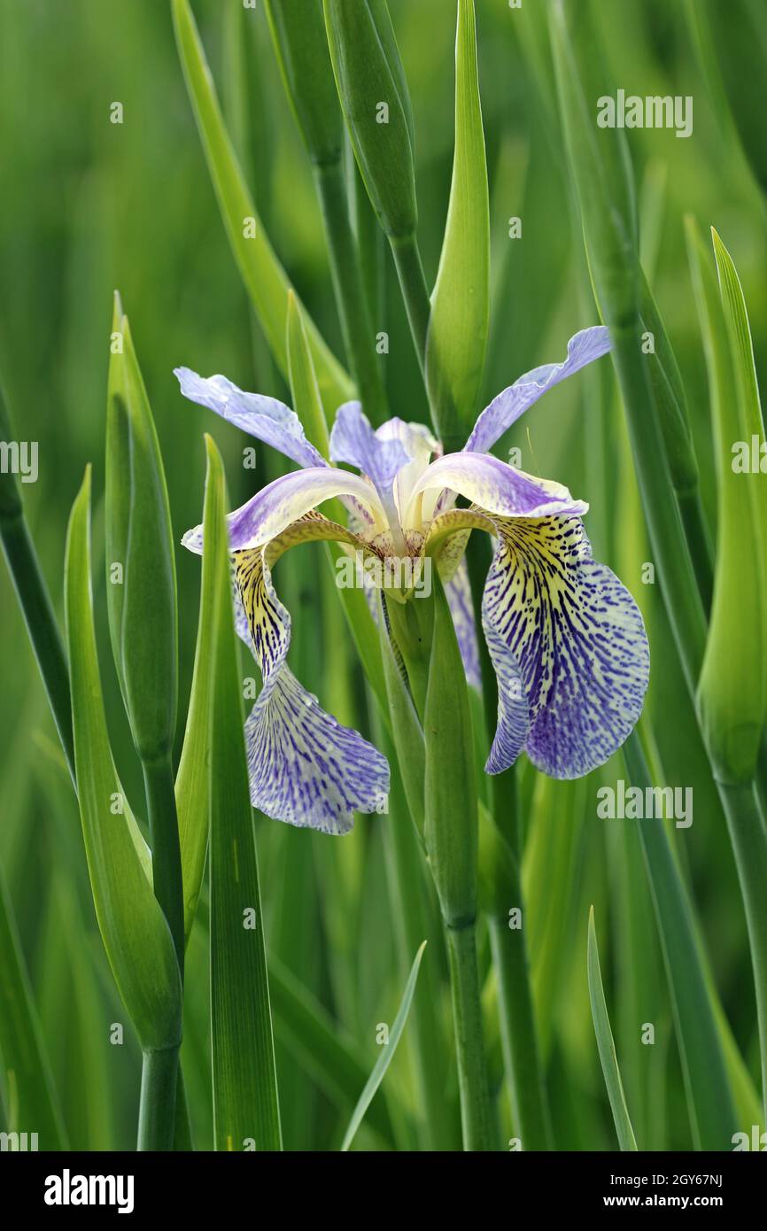 Iris chrysographes blue form of the normally almost black flower with a ...