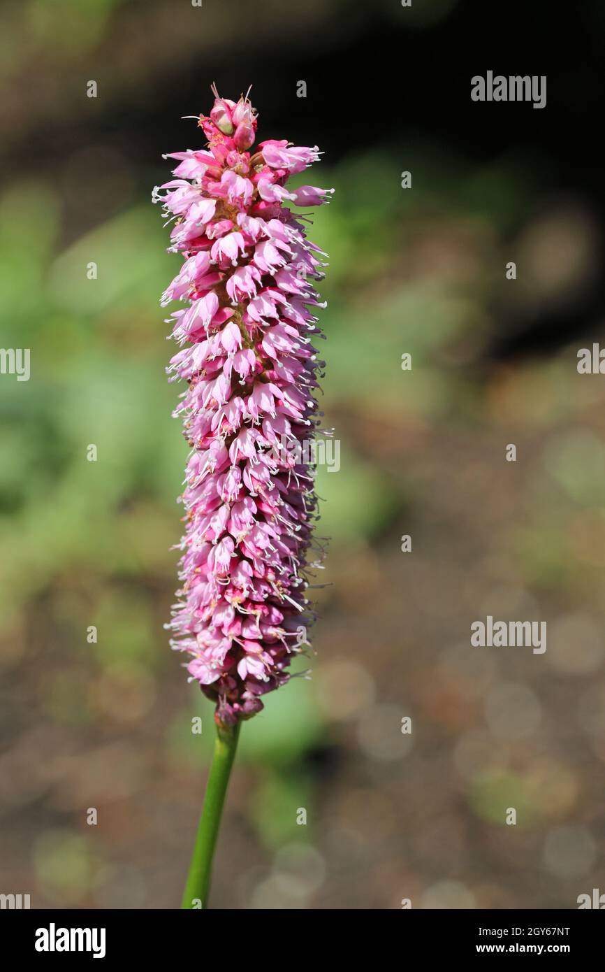 Red bistort, Persicaria bistorta, variety Hohe Tatra, deep pink flower ...