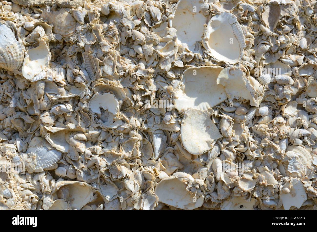 Shell and sand background and texture Stock Photo - Alamy