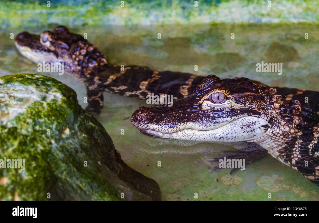 Two young american alligators basking Stock Photo - Alamy