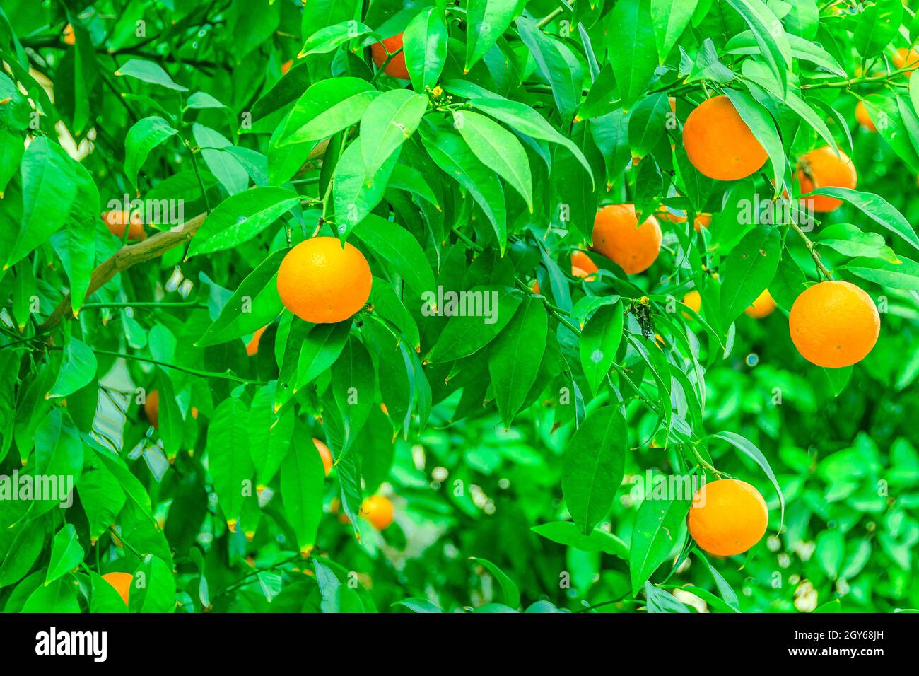 Rohida tree hi-res stock photography and images - Alamy