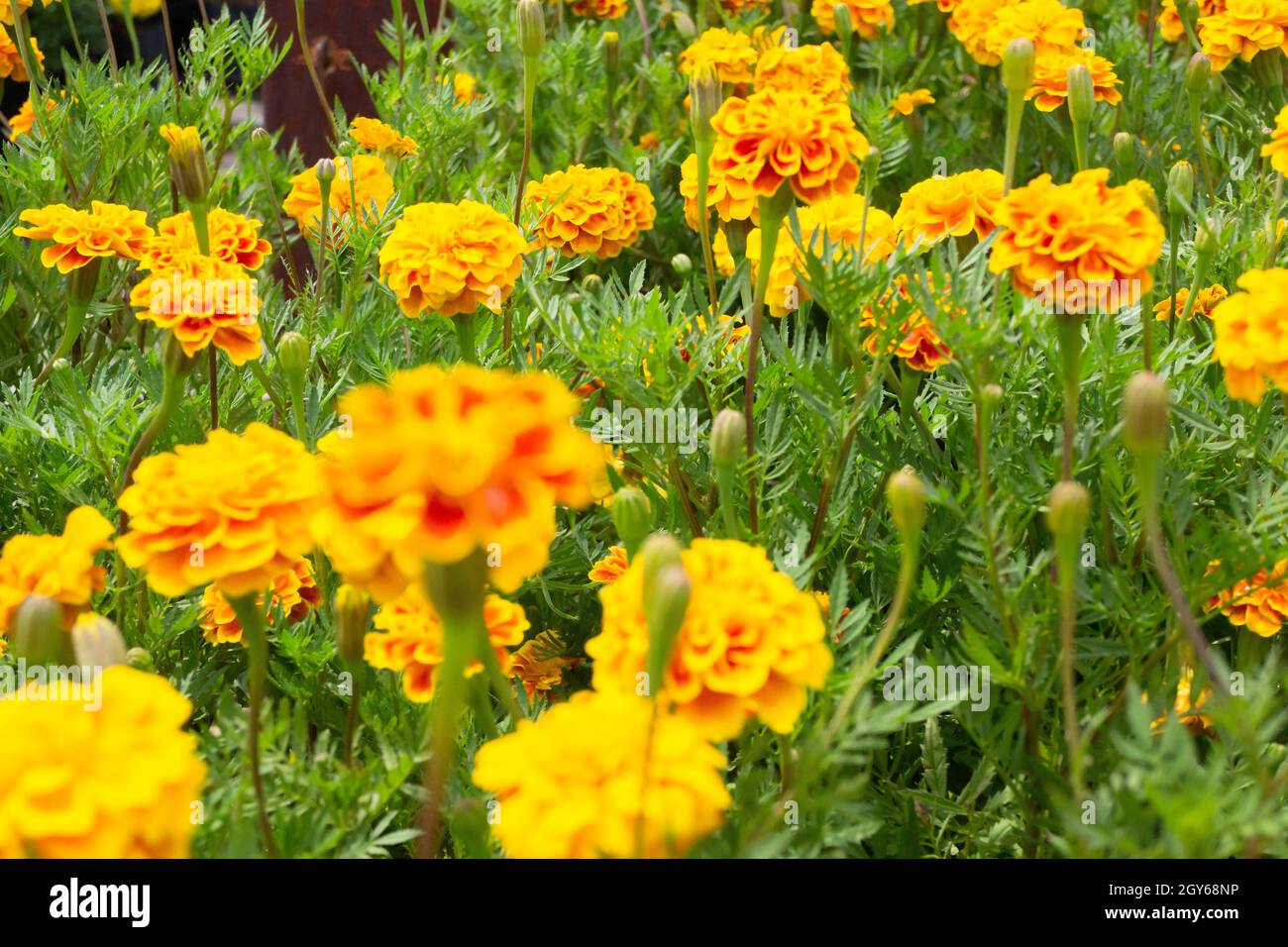 Bright spring leaves on the tree, stock photo Stock Photo - Alamy