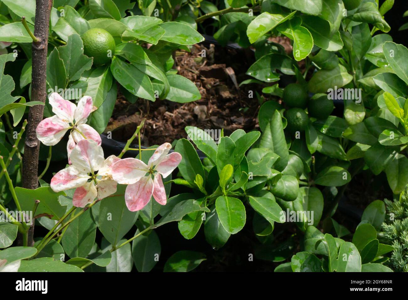 Bright spring leaves on the tree, stock photo Stock Photo - Alamy
