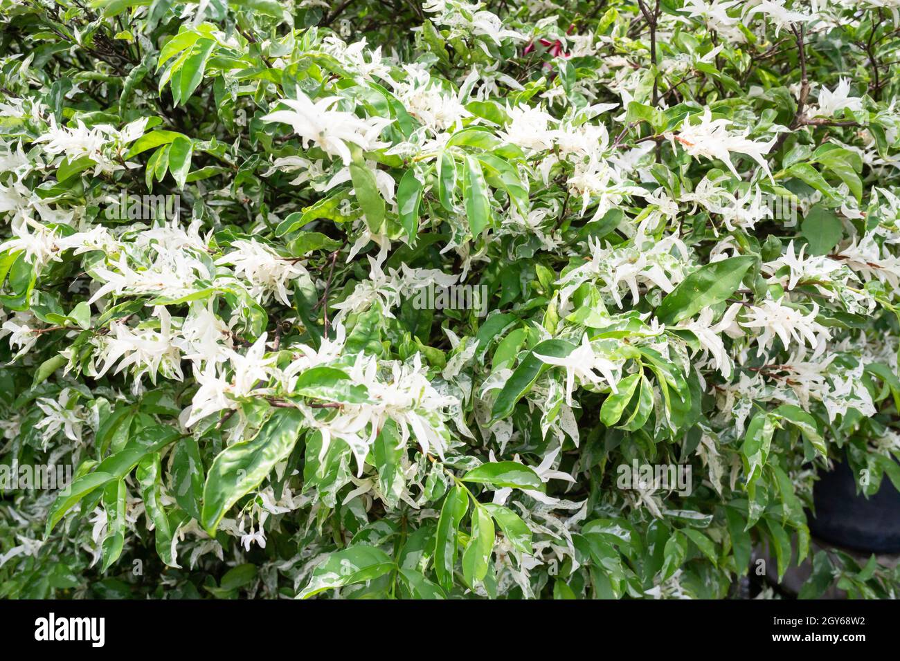 Bright spring leaves on the tree, stock photo Stock Photo - Alamy