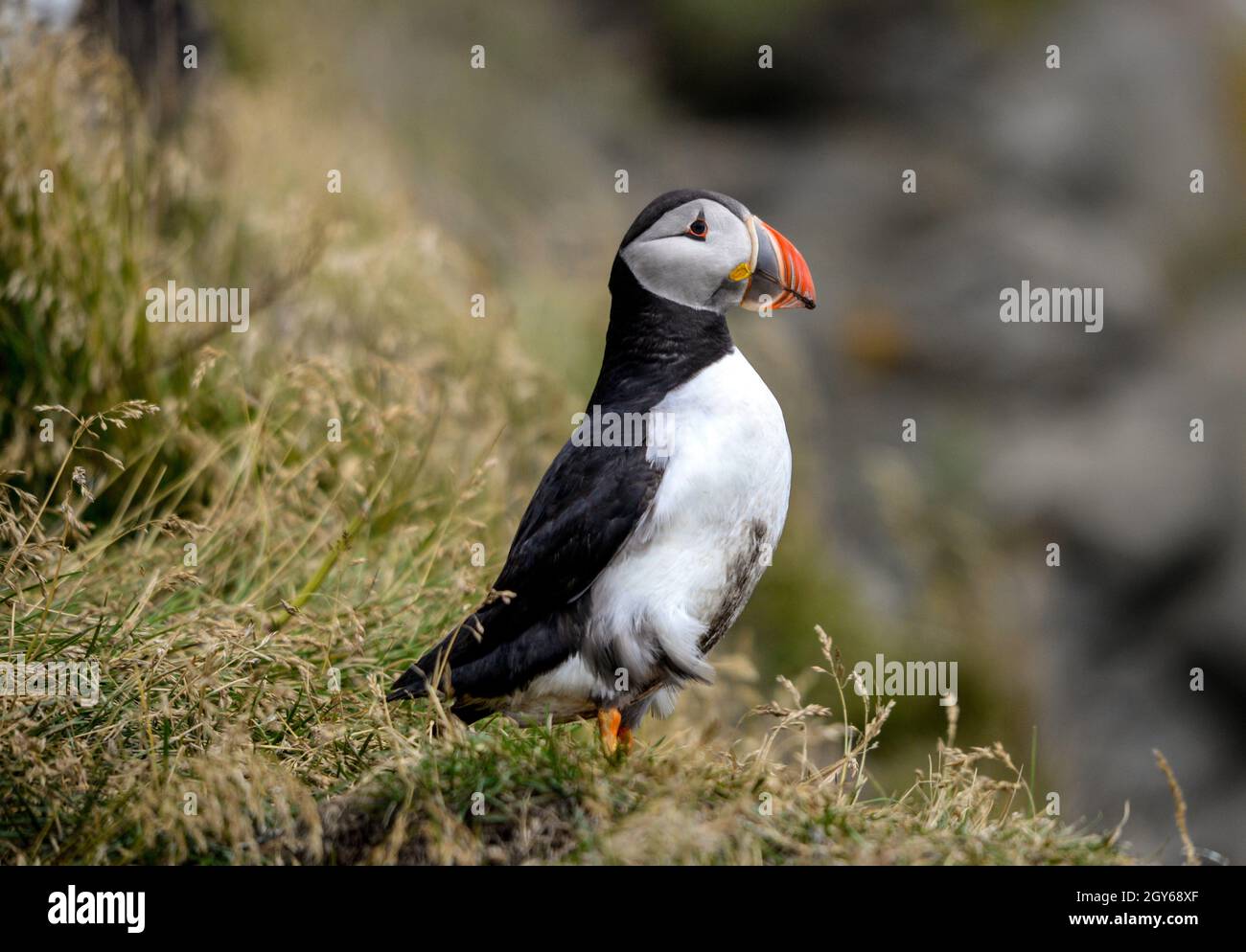 The Atlantic puffin, also known as the common puffin Stock Photo - Alamy