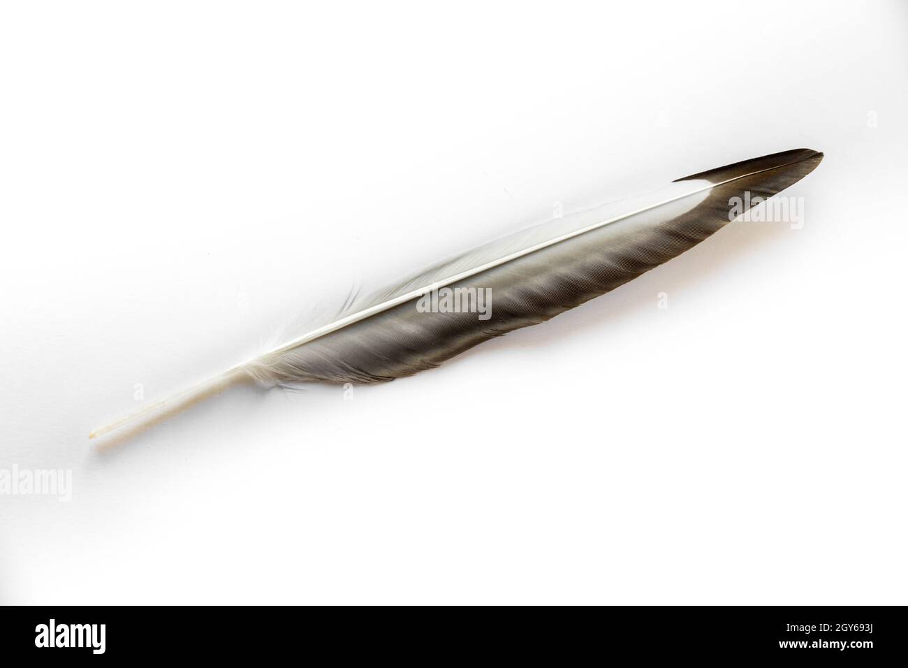 Bird wing feather isolated on white background Stock Photo - Alamy