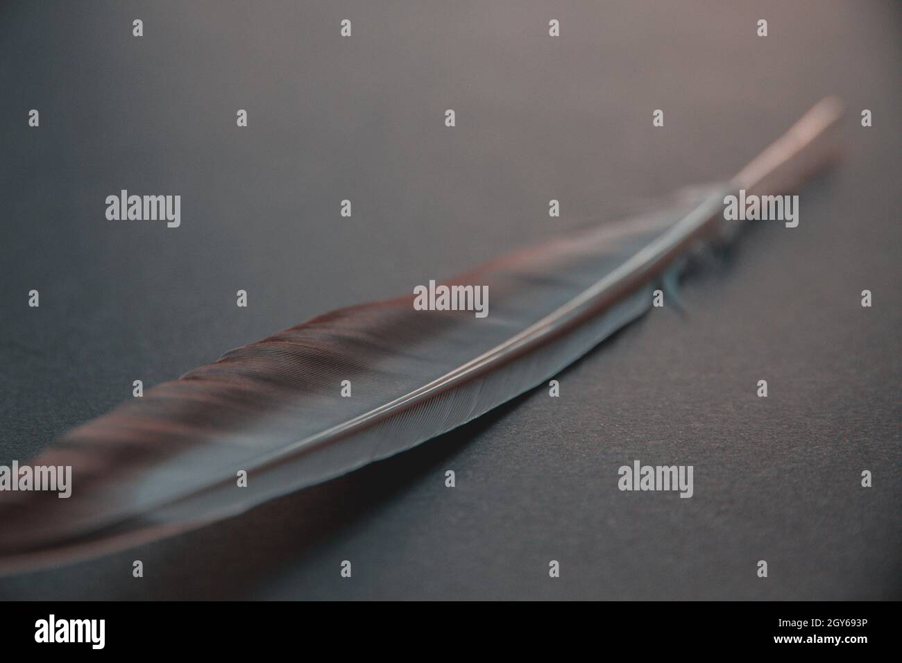 bird wing feather resting on a gray background Stock Photo - Alamy