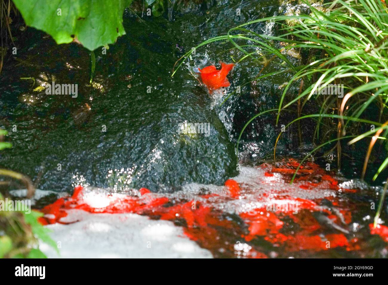 Carp of the image to the waterfall climbing. Shooting Location ...