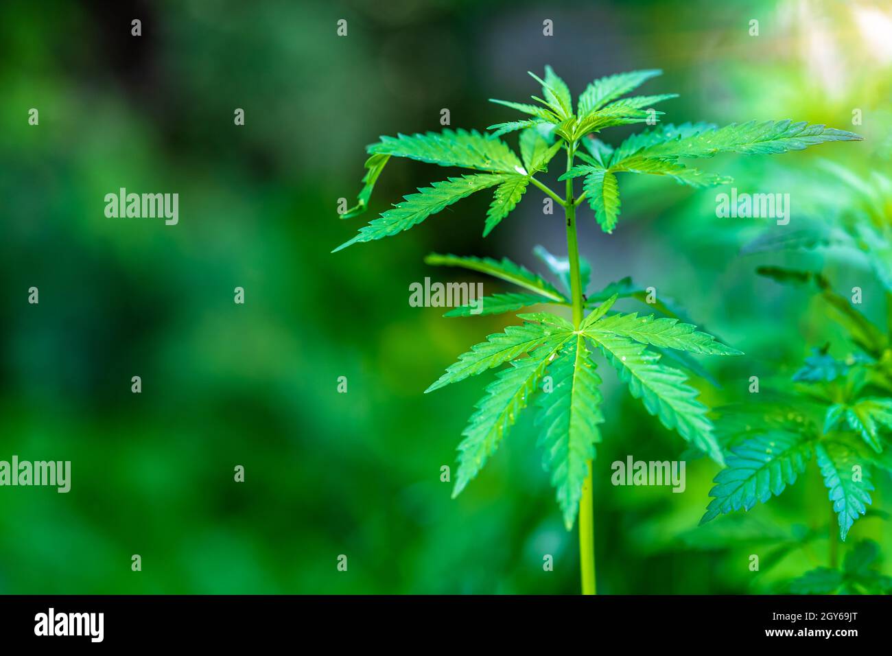 Large cannabis plant field hi-res stock photography and images - Alamy