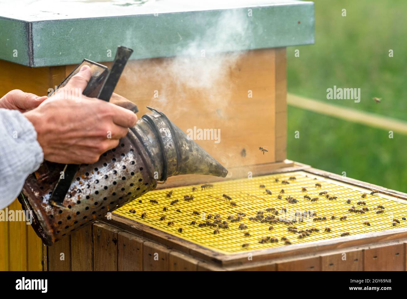 Beekeeper handling bees hi-res stock photography and images - Alamy