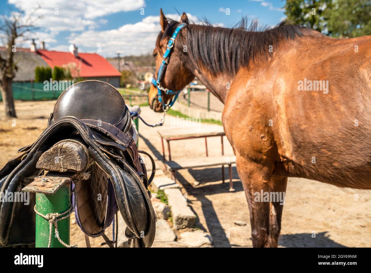 saddled horses on the farm before the ride Stock Photo - Alamy