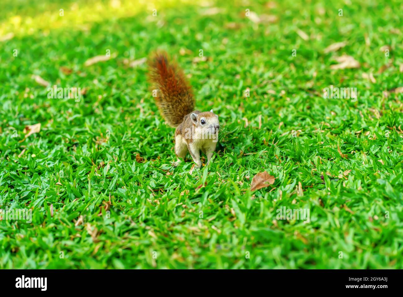 Little red squirrel in fall hi-res stock photography and images - Alamy