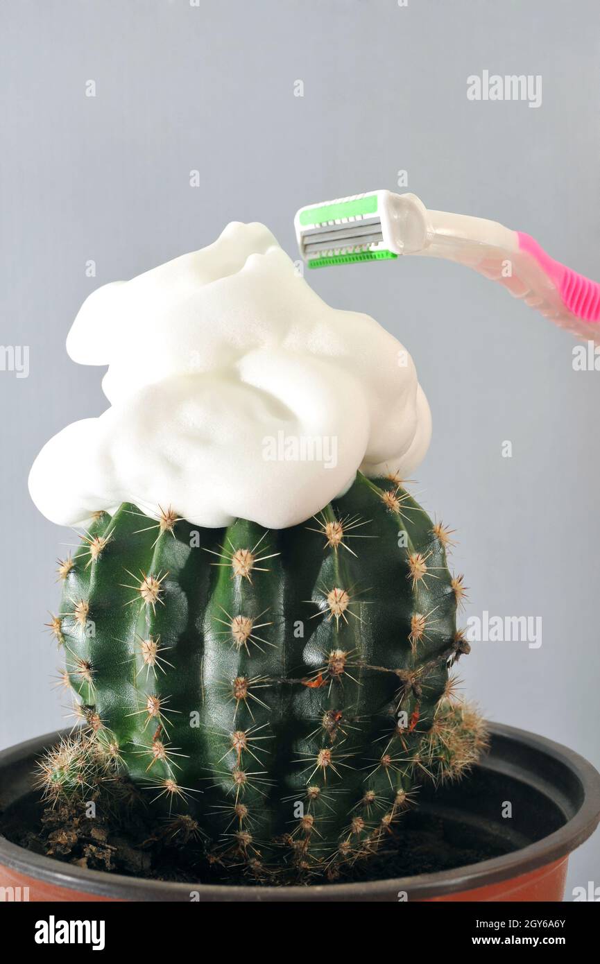 The concept of shaving and body care on an abstract example of a cactus ...