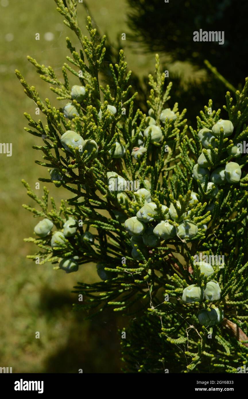 A closeup of some fresh Juniper berries or cones commonly used in ...