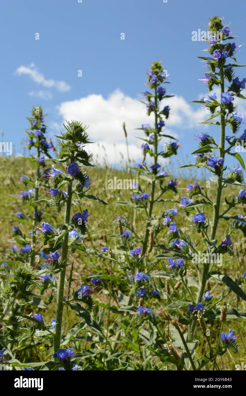 Sage wildflower blue prairie hi-res stock photography and images - Alamy