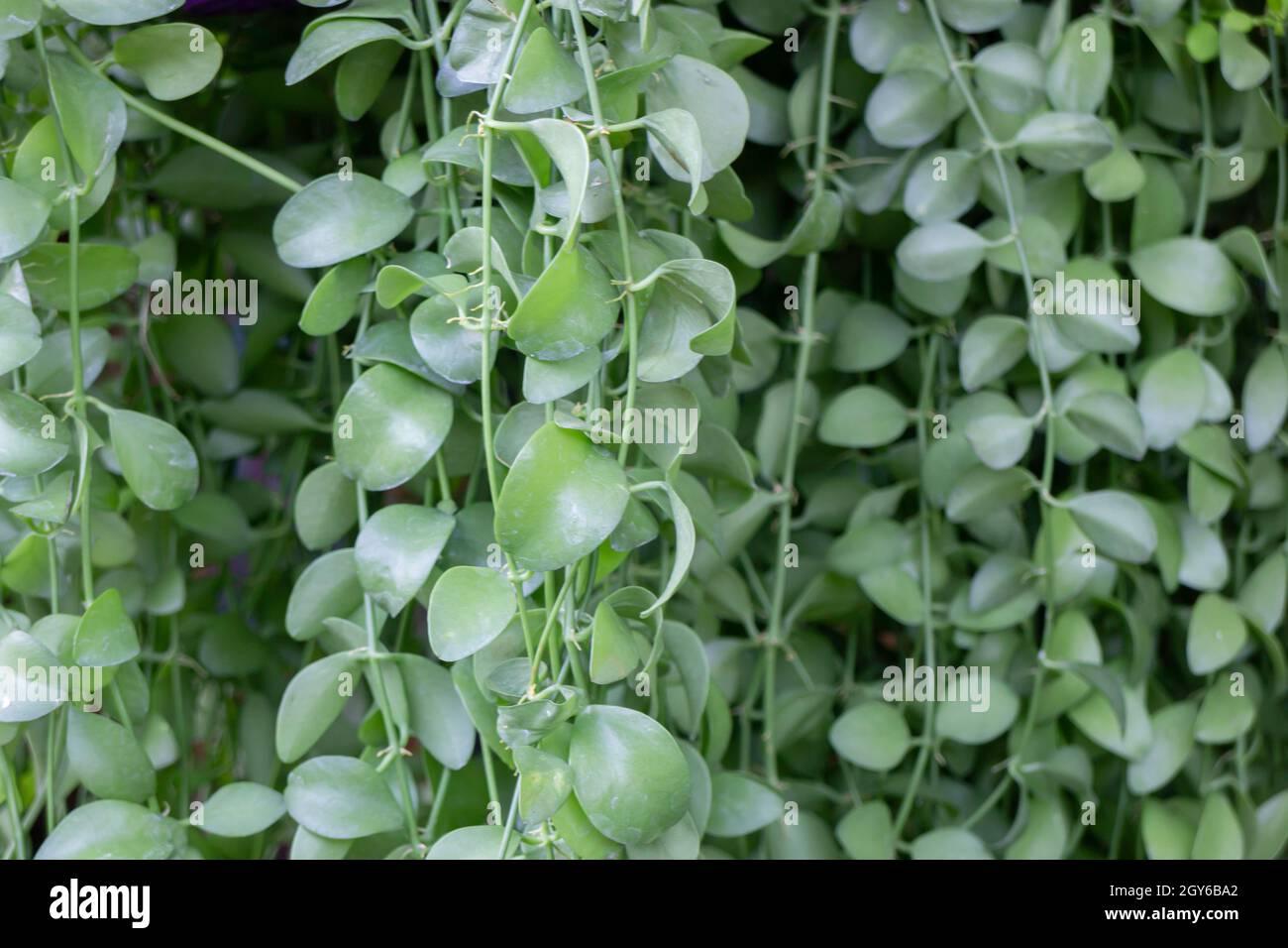 Bright spring leaves on the tree, stock photo Stock Photo - Alamy