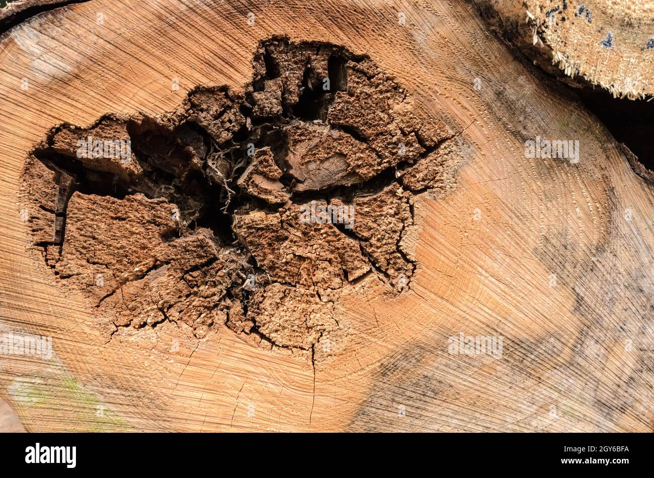 Close-up view and cross-section of growth rings of a felled tree with ...