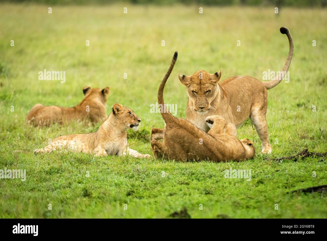 Lion and lioness fighting hi-res stock photography and images - Alamy