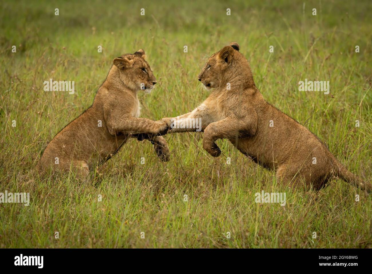 Lion cubs on hind legs in grass Stock Photo - Alamy