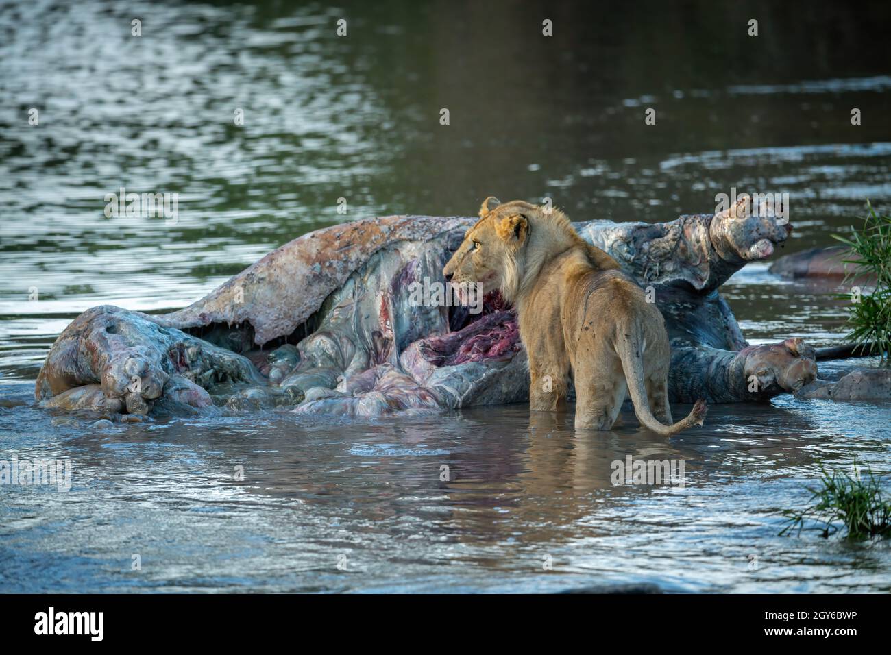 Dead hippo hi-res stock photography and images - Alamy