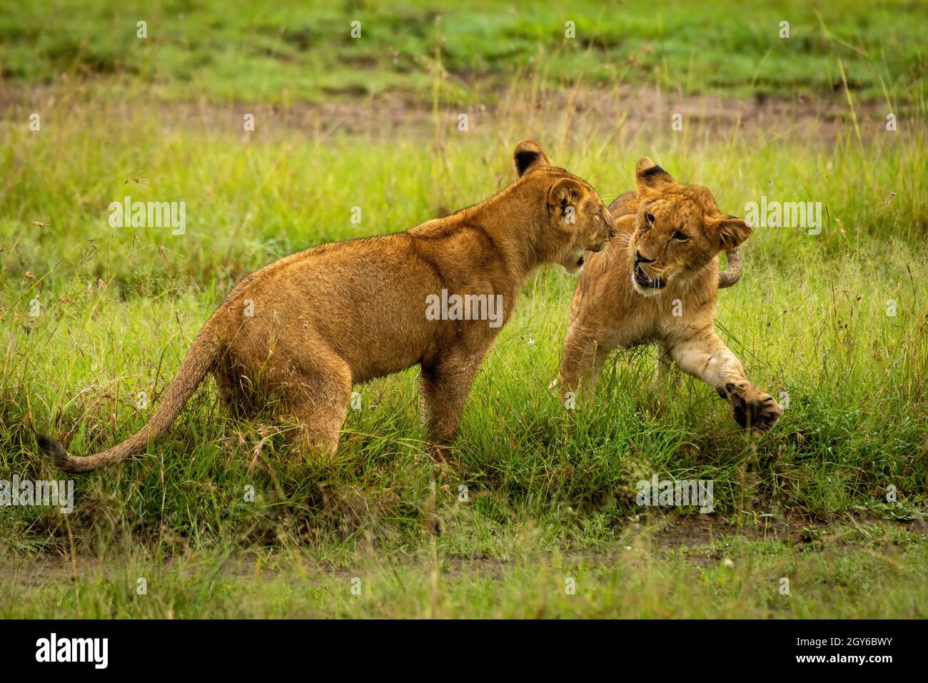 Lion cubs play fight by muddy track Stock Photo - Alamy