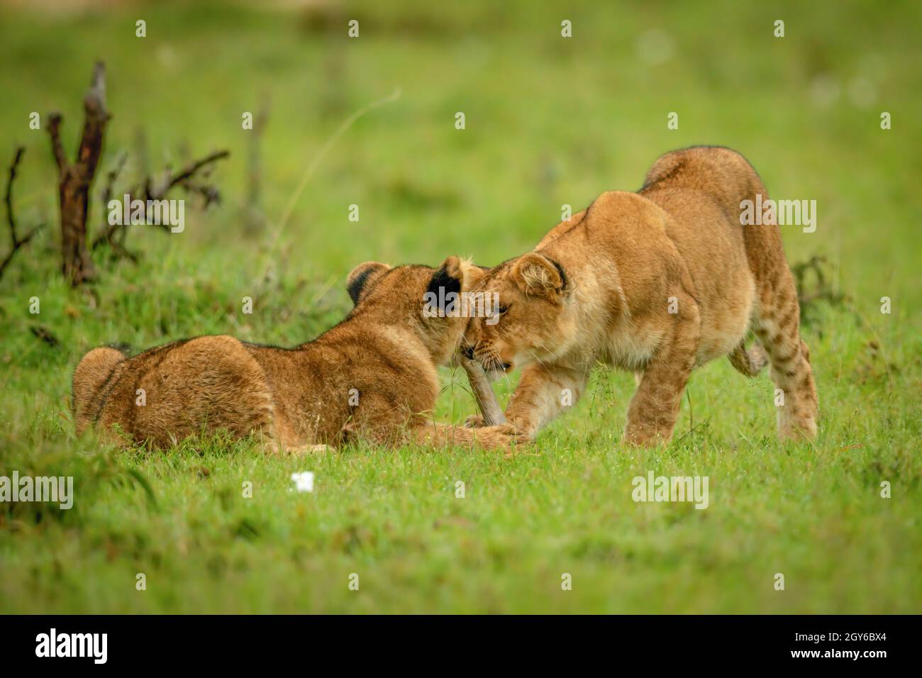 Lion cubs fight over stick in grass Stock Photo - Alamy