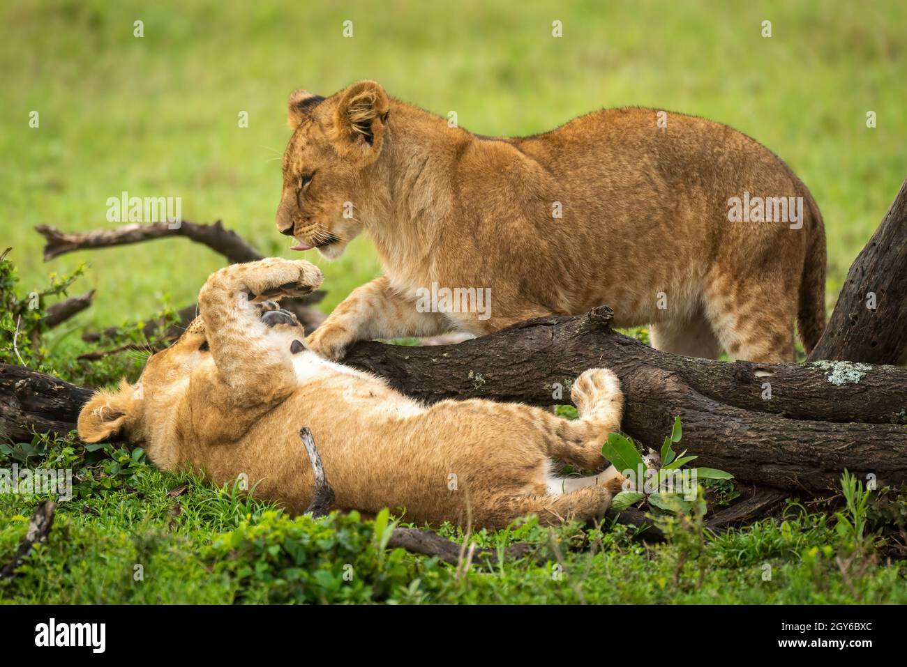 Lion cubs play fight beside fallen branch Stock Photo - Alamy
