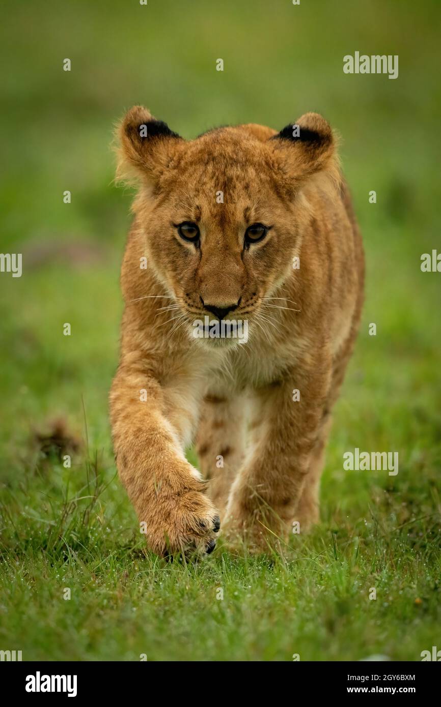Lion cub walks in grass raising paw Stock Photo - Alamy