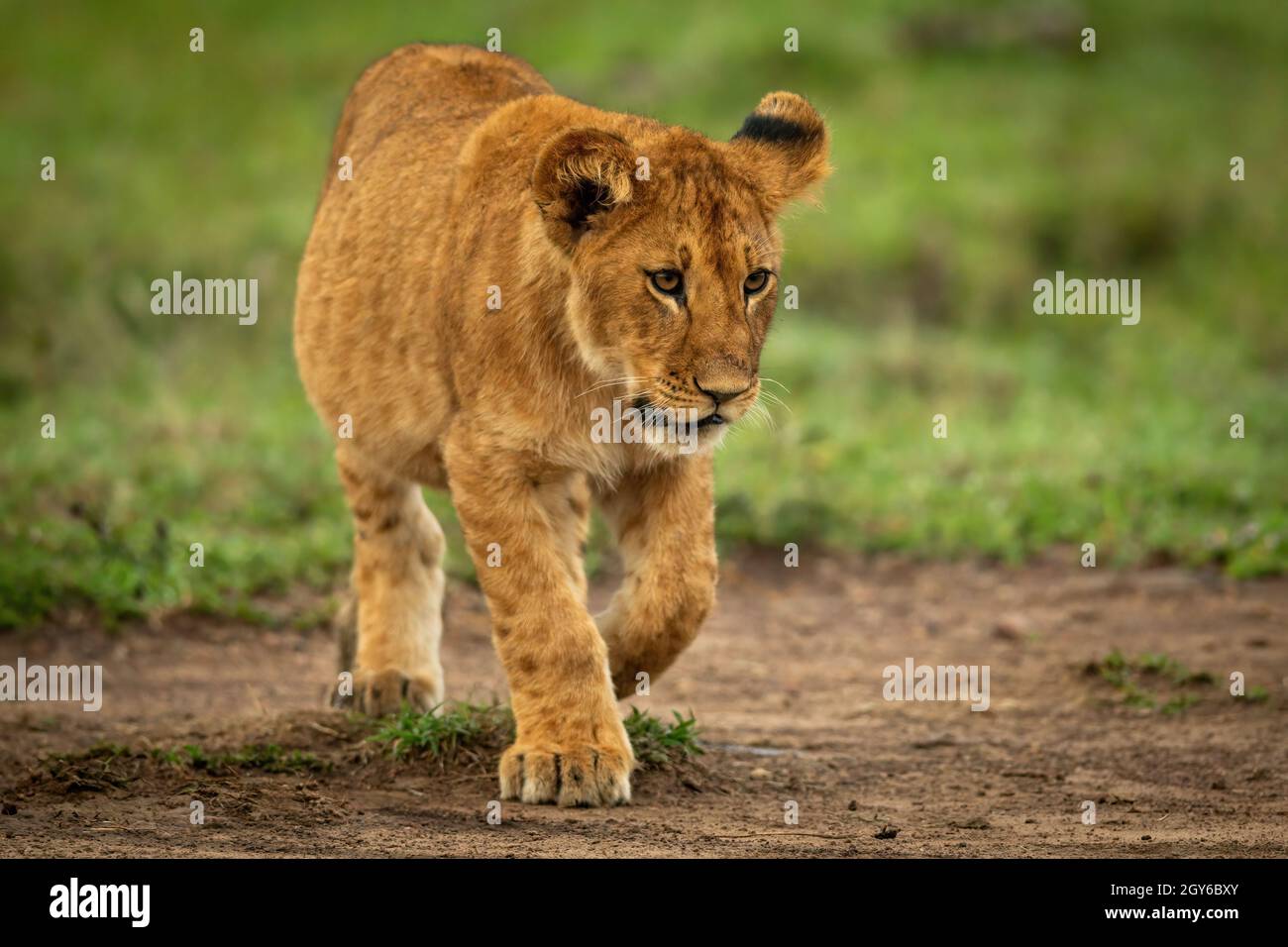Lion cub walks on dirt raising paw Stock Photo - Alamy