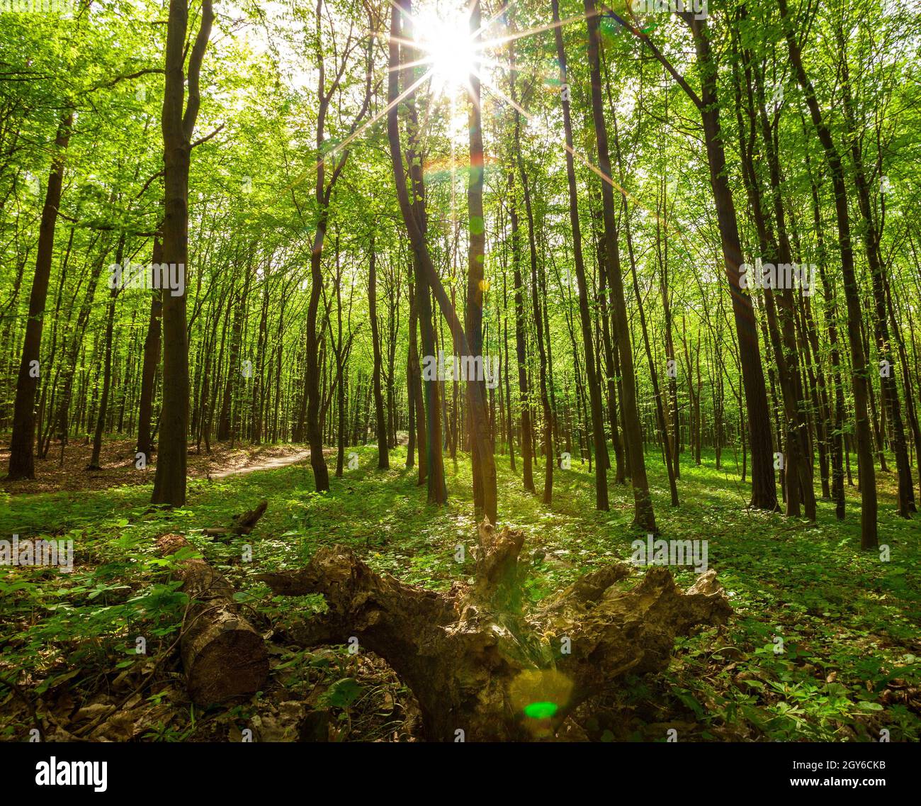 wood textured backgrounds in a room interior on the forest backgrounds ...