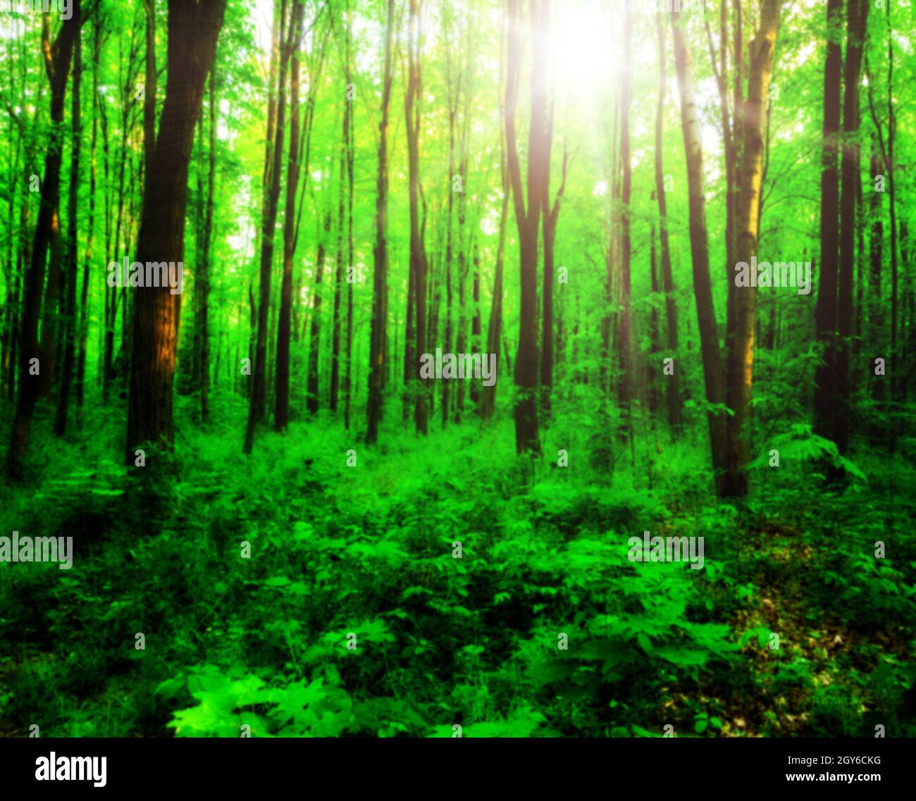wood textured backgrounds in a room interior on the forest backgrounds ...