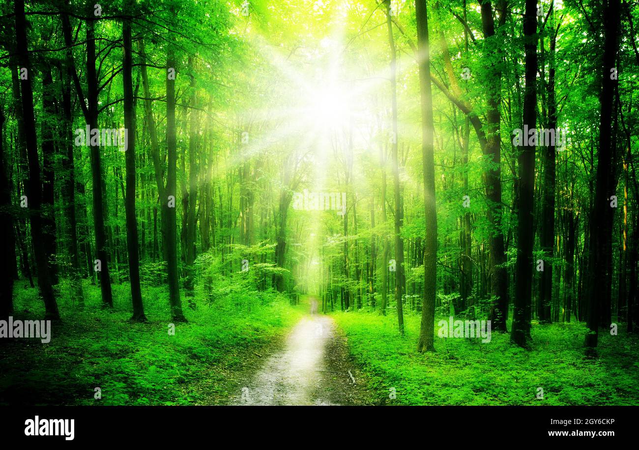 wood textured backgrounds in a room interior on the forest backgrounds ...