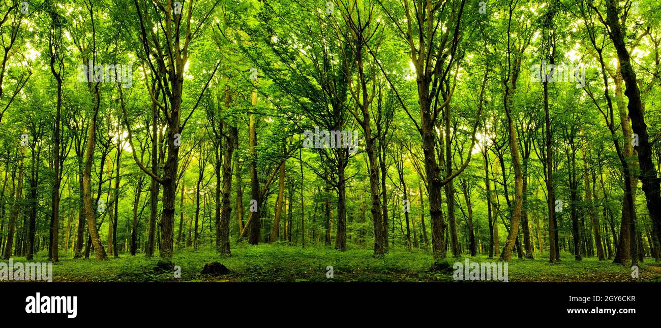 wood textured backgrounds in a room interior on the forest backgrounds ...