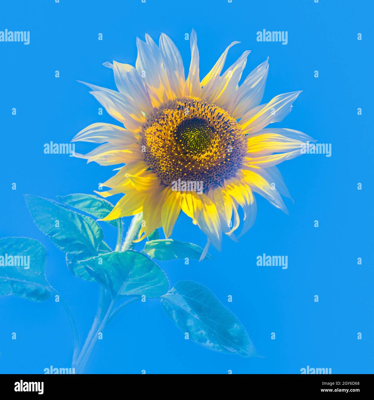 Sunflower floating against water blue Stock Photo - Alamy