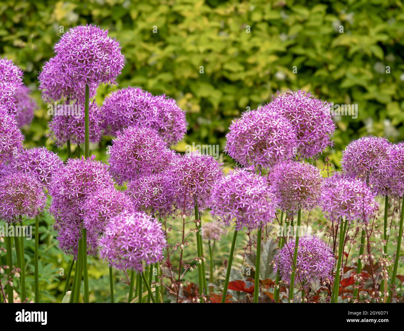 Beautiful large purple Allium flowers in a garden with a green hedge in ...