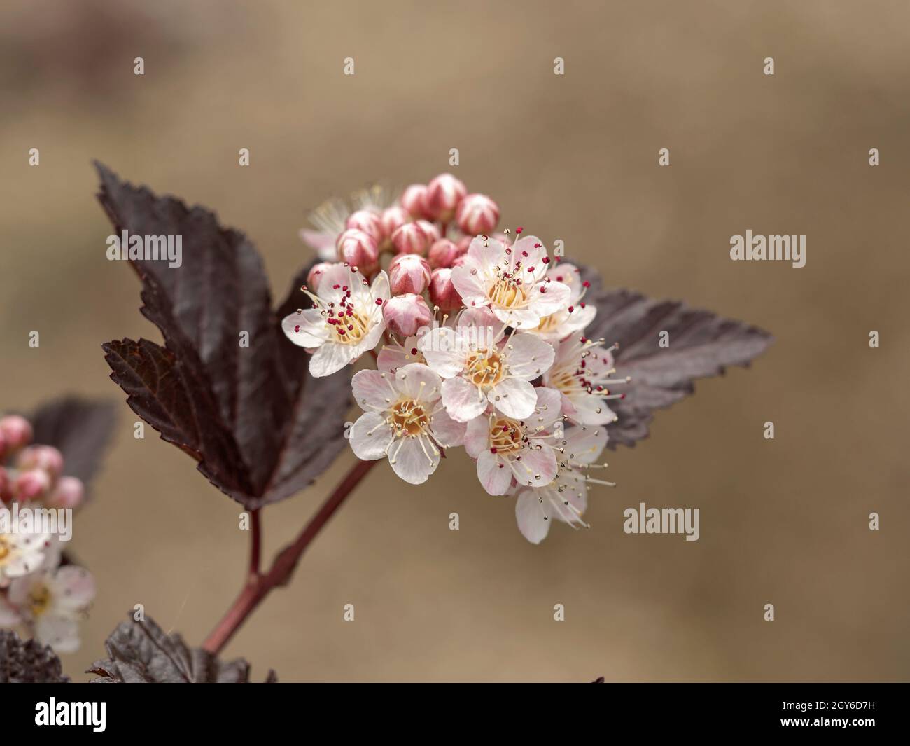 Closeup of the pretty blossom and dark leaves of a ninebark shrub ...