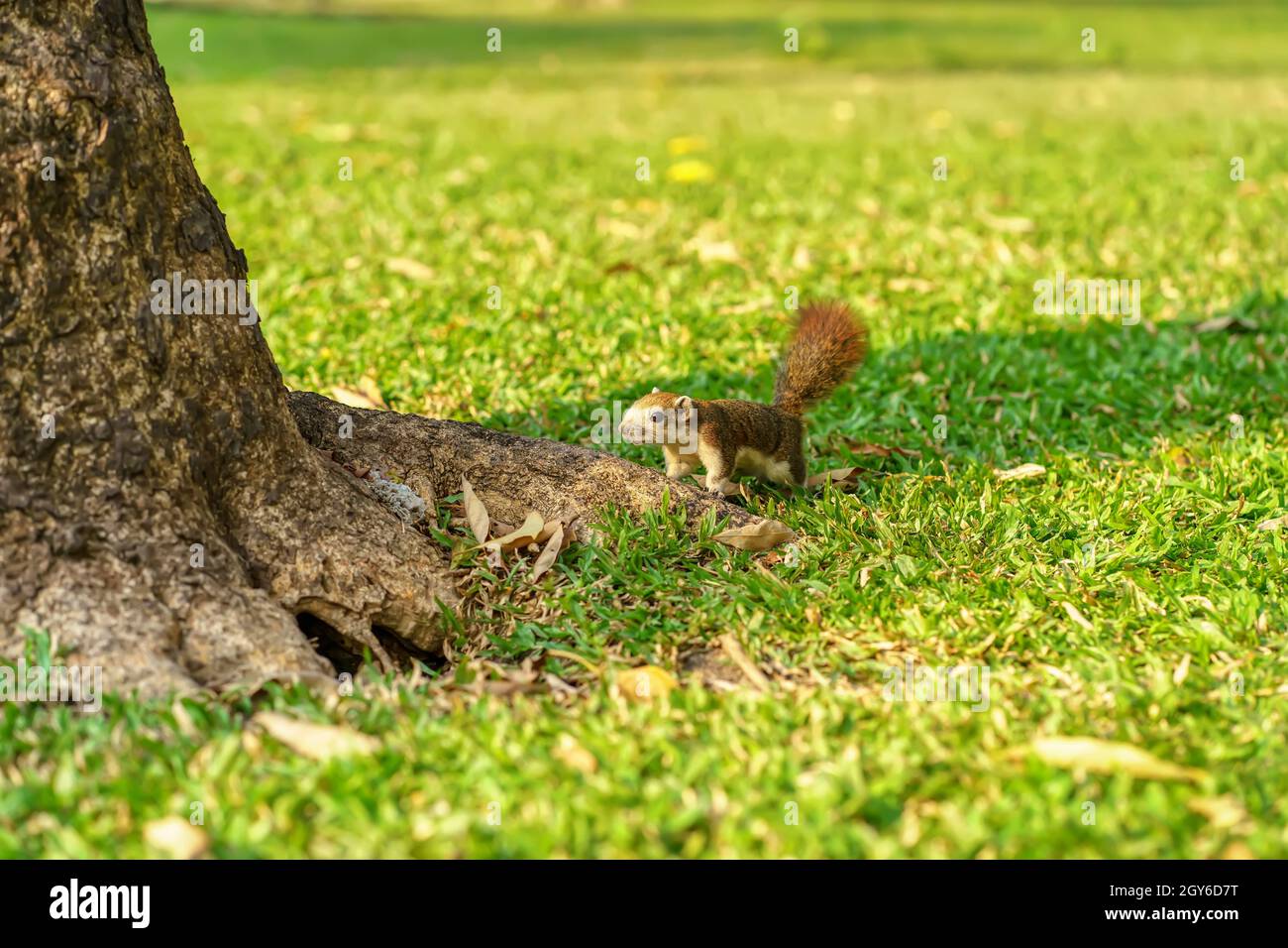 The little squirrel on the grass in the park Stock Photo - Alamy