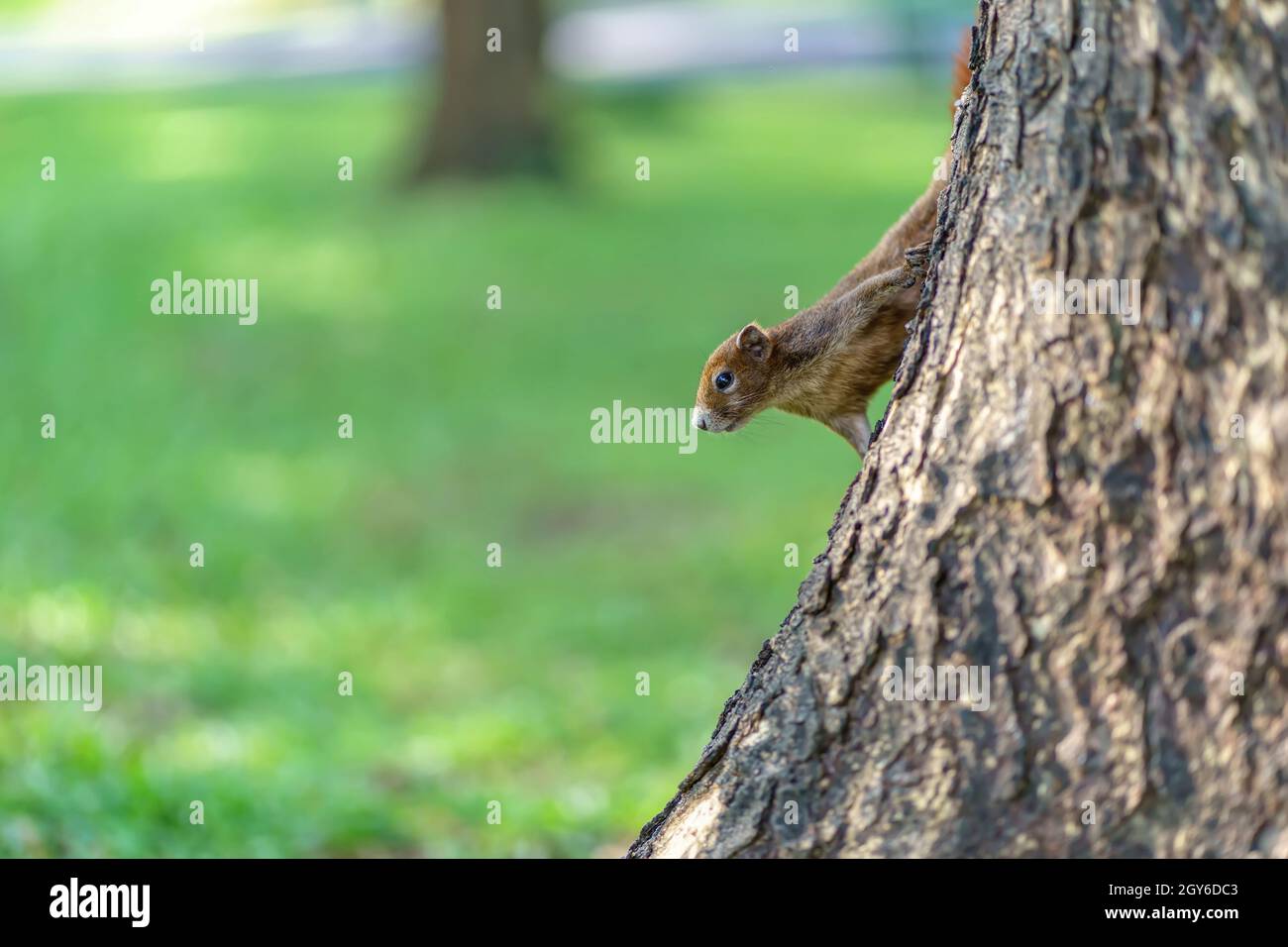 The little squirrel is perched on the tree in the big forest Stock ...
