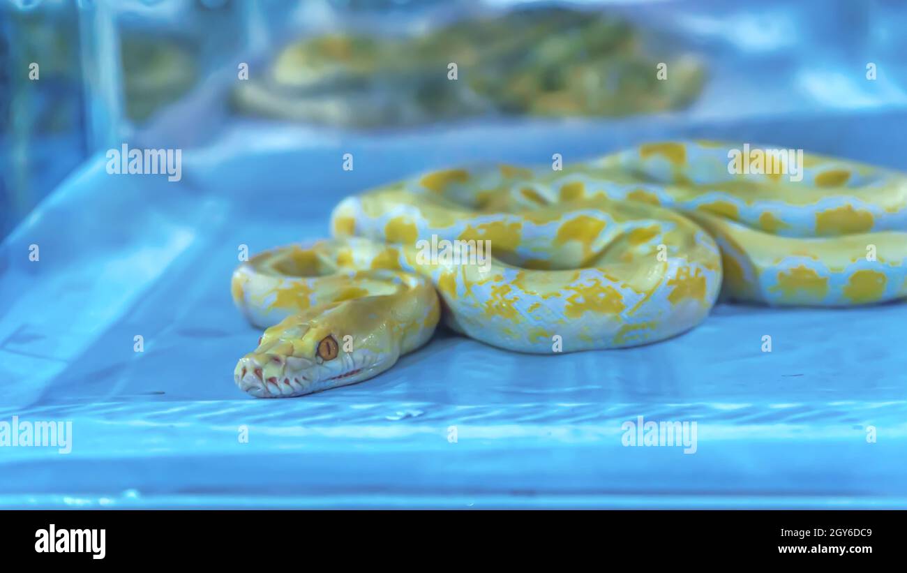 The snake is a popular pet in Thailand Stock Photo - Alamy