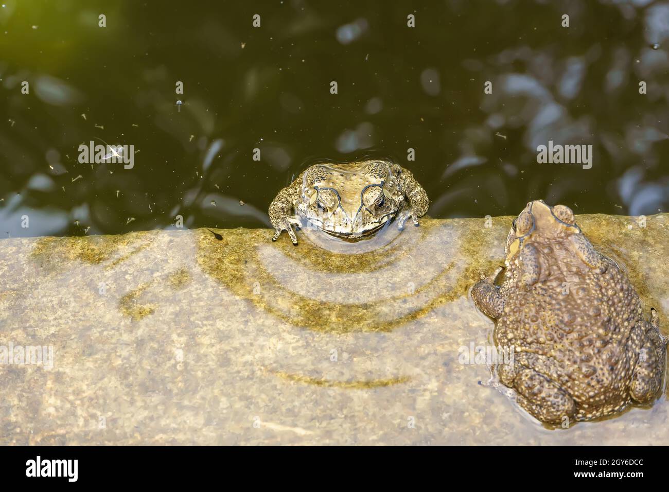 The toad in the cement pond Stock Photo - Alamy