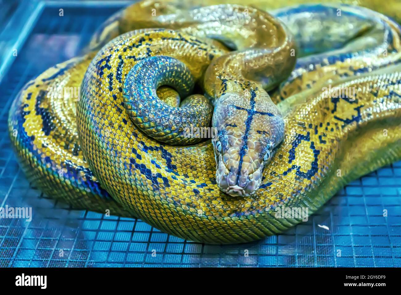 The snake is a popular pet in Thailand Stock Photo - Alamy
