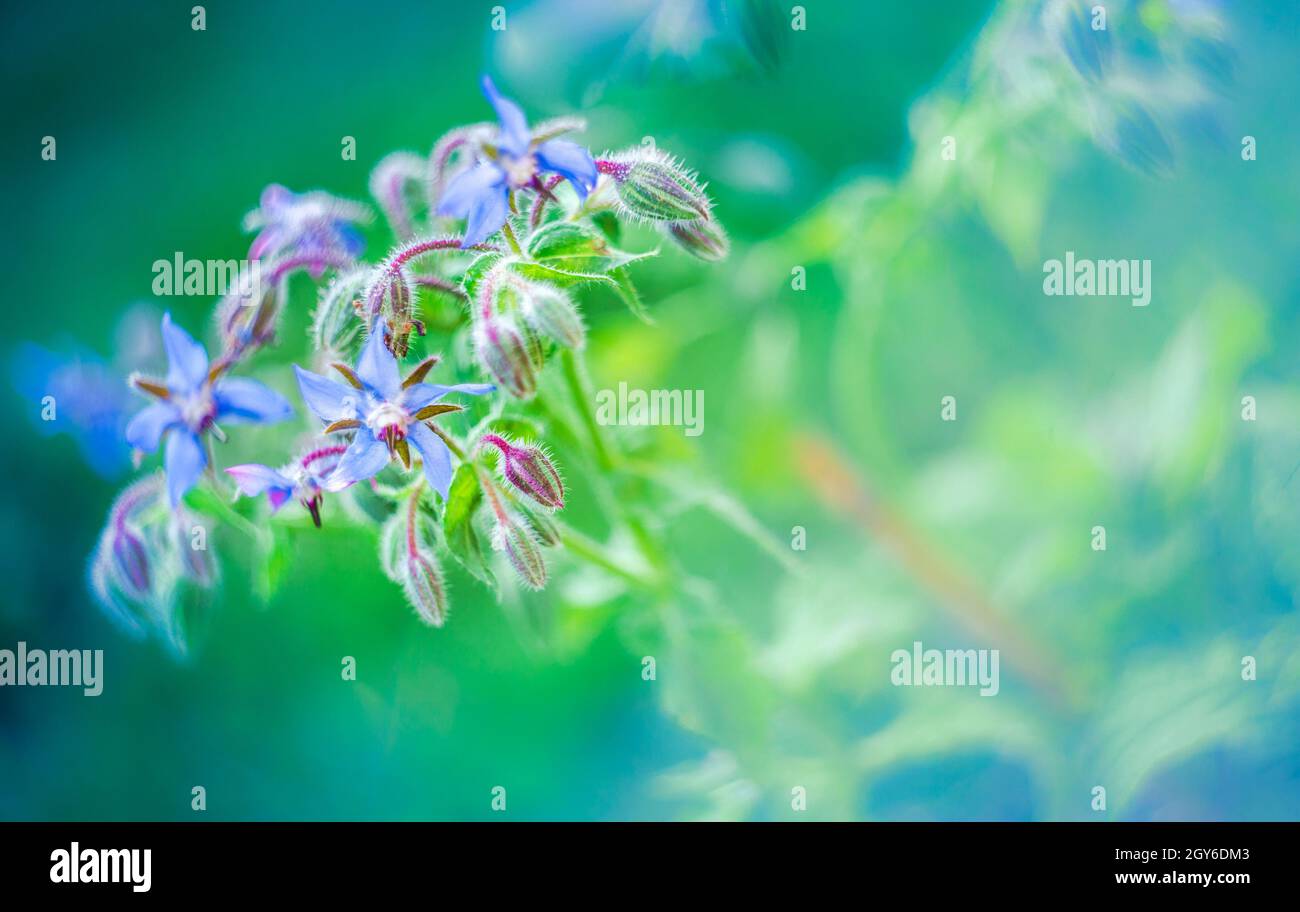 Close-up of Borage blue flowers - Borago officinalis, also known as a ...