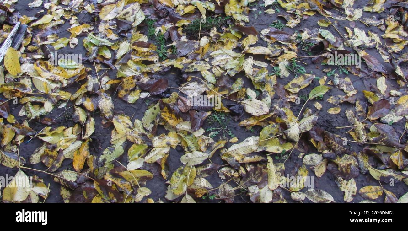 wet fallen leaves lie on the ground - autumn background Stock Photo - Alamy