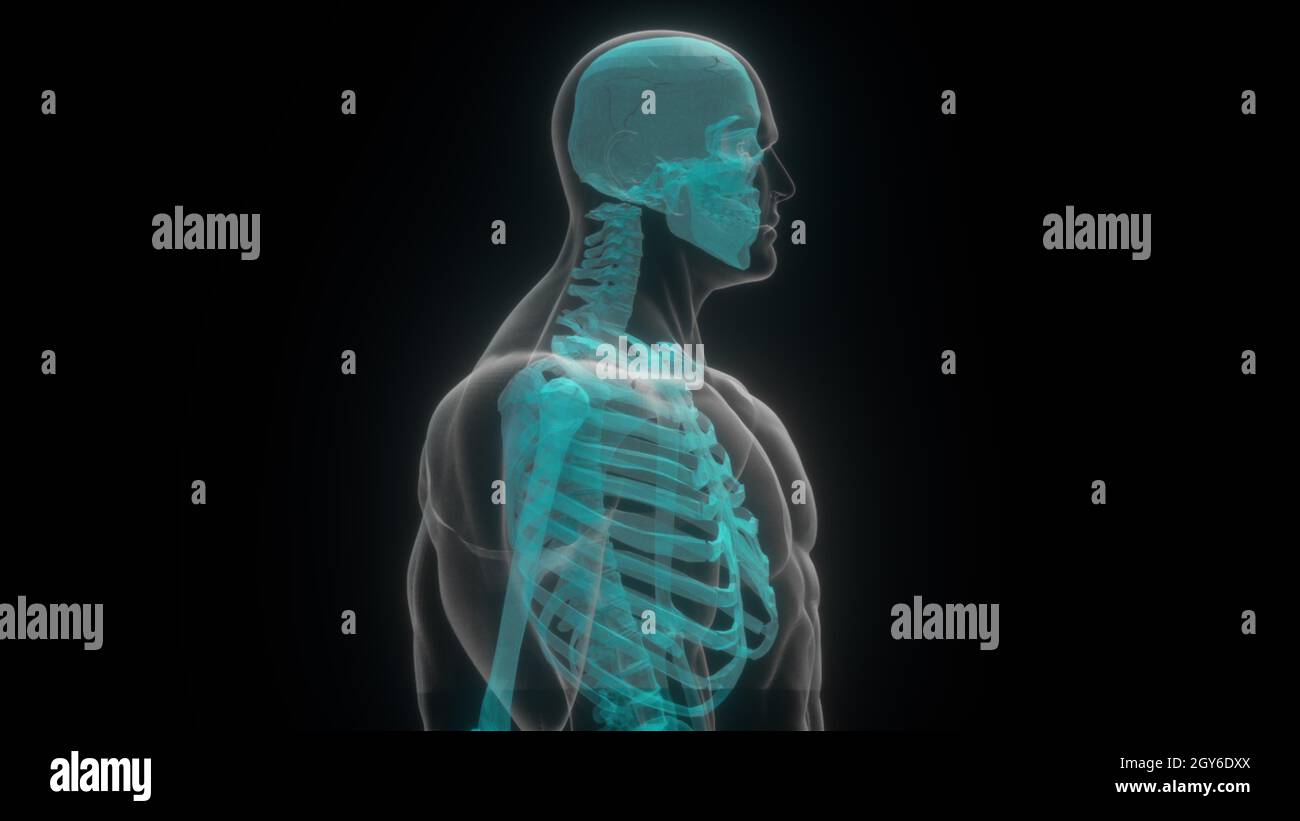 Full body scan skeleton hi-res stock photography and images - Alamy